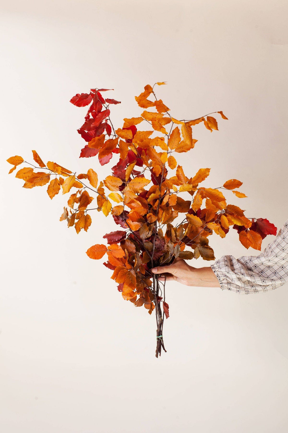 Preserved Copper Beech Stems — Haven Haus Co